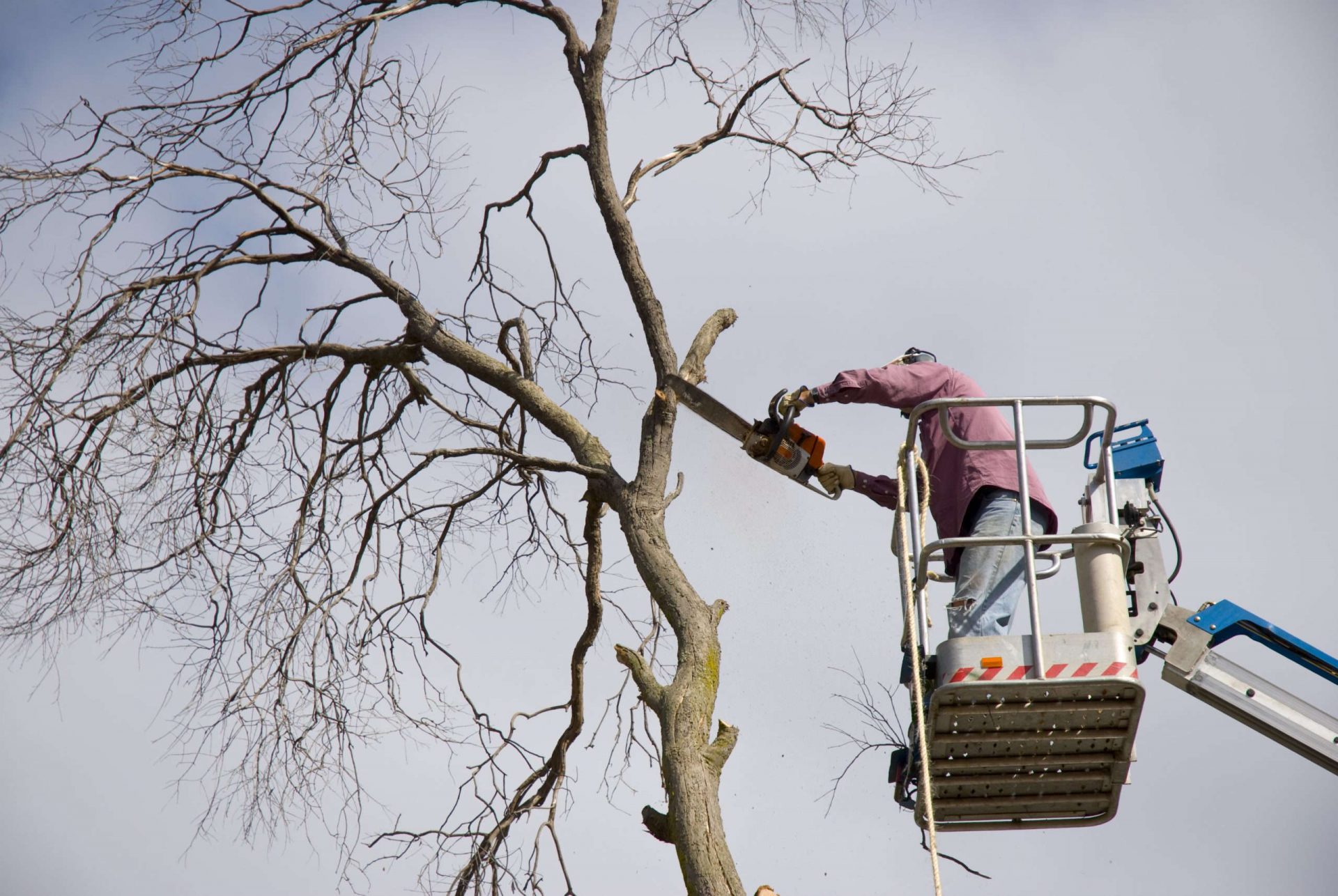 Tree Work Services – PA Tree & Landscaping